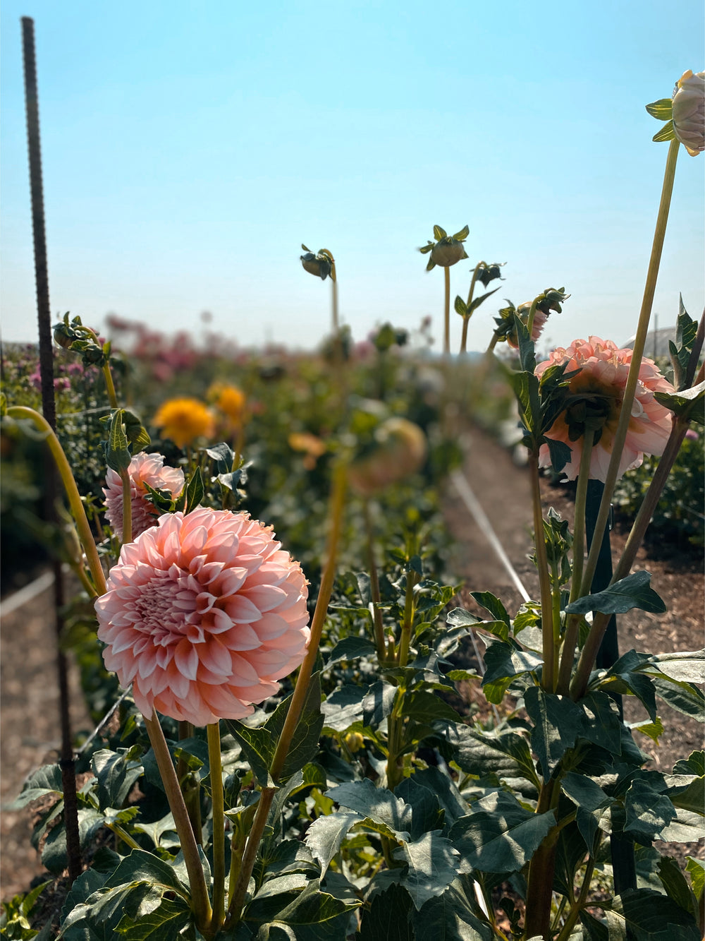 What's the Buzz: Beeyond at a Glance – beeyond boutique